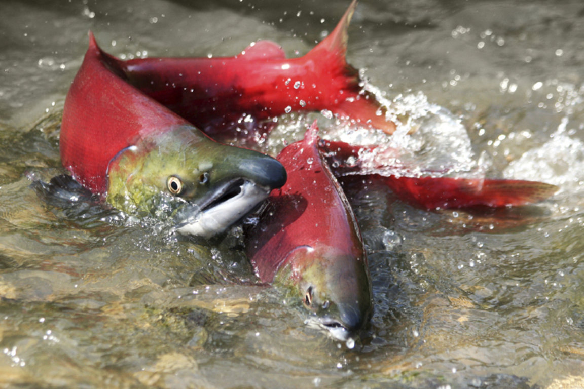 Genetically Modified Salmon – You May Have Eaten It Already! – Diet Sage